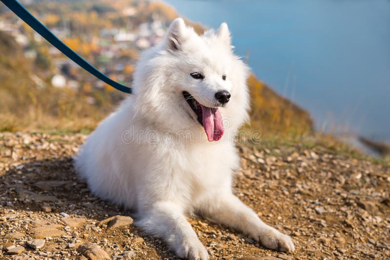 Portrait of White Running Mad Samoyed Crazy Dog Walks Outdoors on a ...