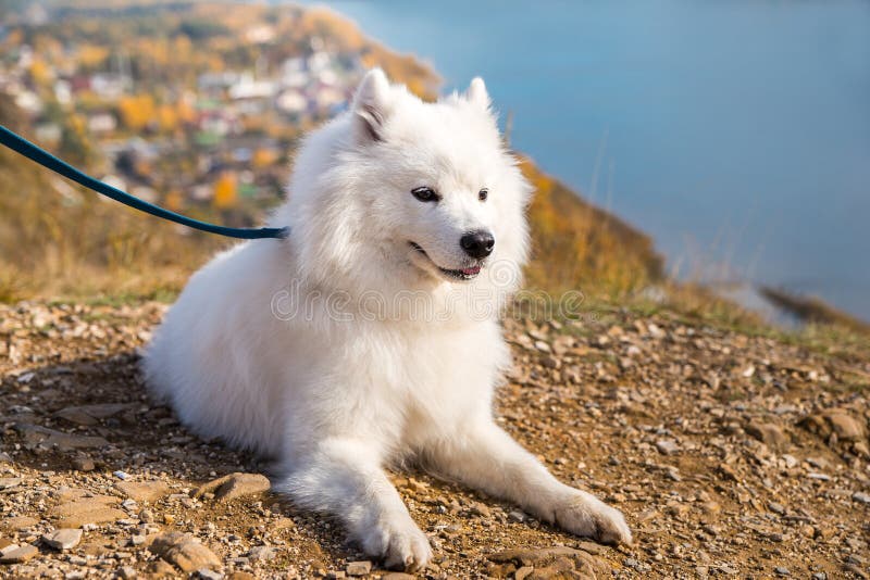 Portrait of White Running Mad Samoyed Crazy Dog Walks Outdoors on a ...