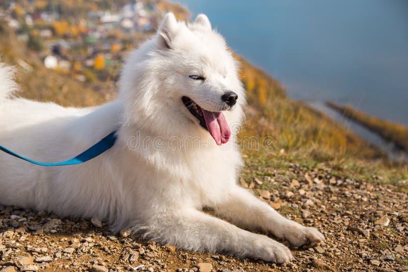 Portrait of White Running Mad Samoyed Crazy Dog Walks Outdoors on a ...