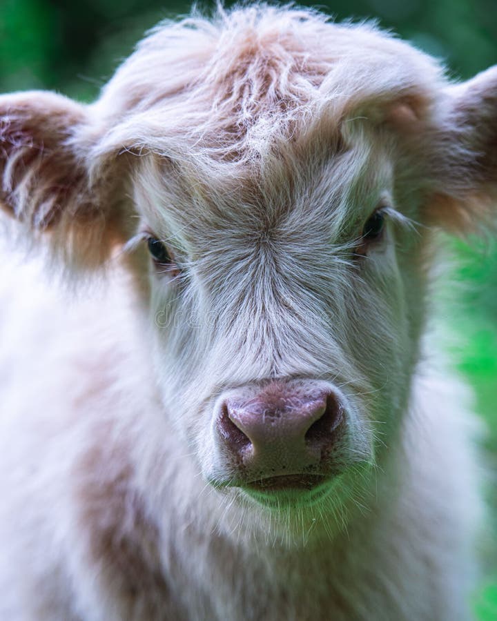 Portrait of a White Scottish Highland Calf Stock Image - Image of ...