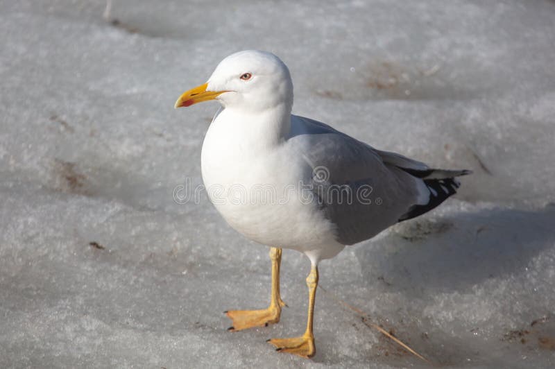 Portrait of a White Seagull on Ice Stock Photo - Image of river ...