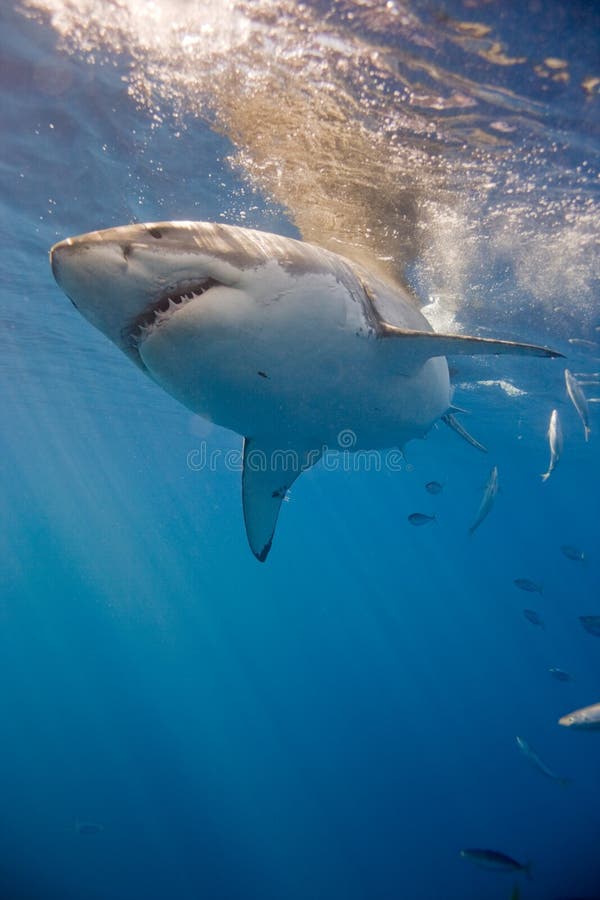 Portrait of white shark stock image. Image of surface - 79130857