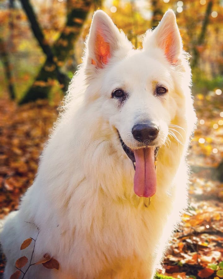 Portrait of white shepherd stock photo. Image of hound - 203217430