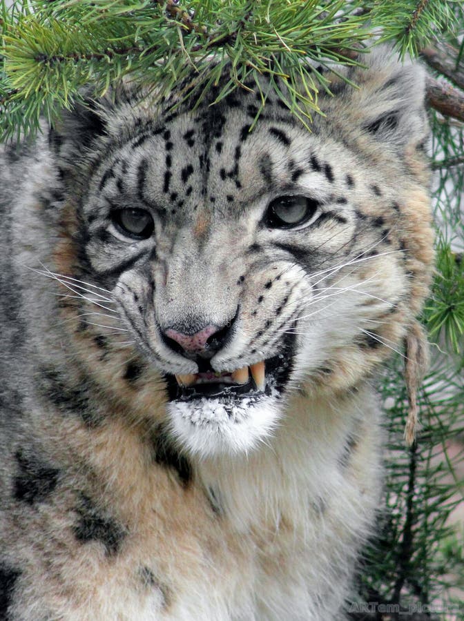 Portrait of a White Snow Leopard Stock Image - Image of nature, irbis ...