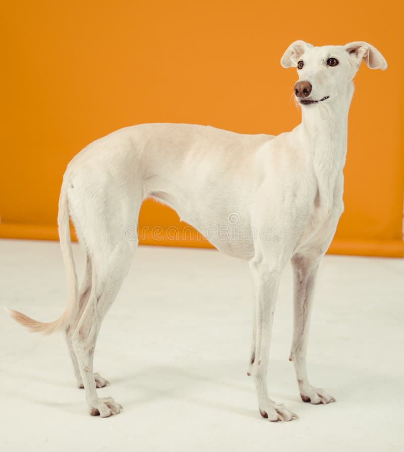 Spanish galgo in studio stock photo. Image of domestic - 167879128