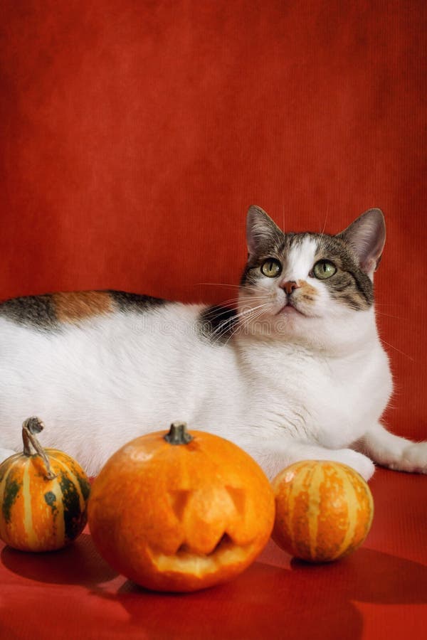 Halloween Symbol Copy Paste Stock Photos - Free & Royalty-Free Stock ...