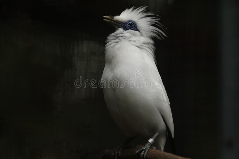 Portrait of a White Starling Perched in a Cage Stock Image - Image of ...