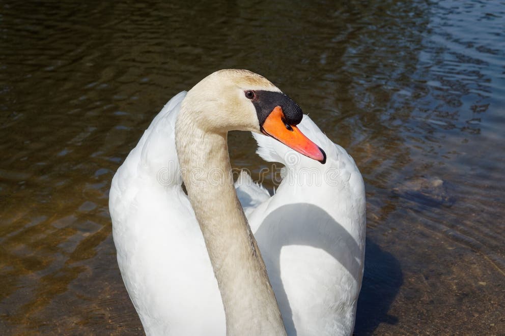 Portrait of a White Swan Facing Forward with Its Head Tilted Stock ...