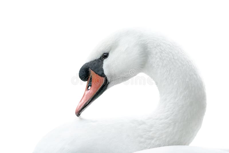 Portrait of white swan stock image. Image of elegant - 31414815