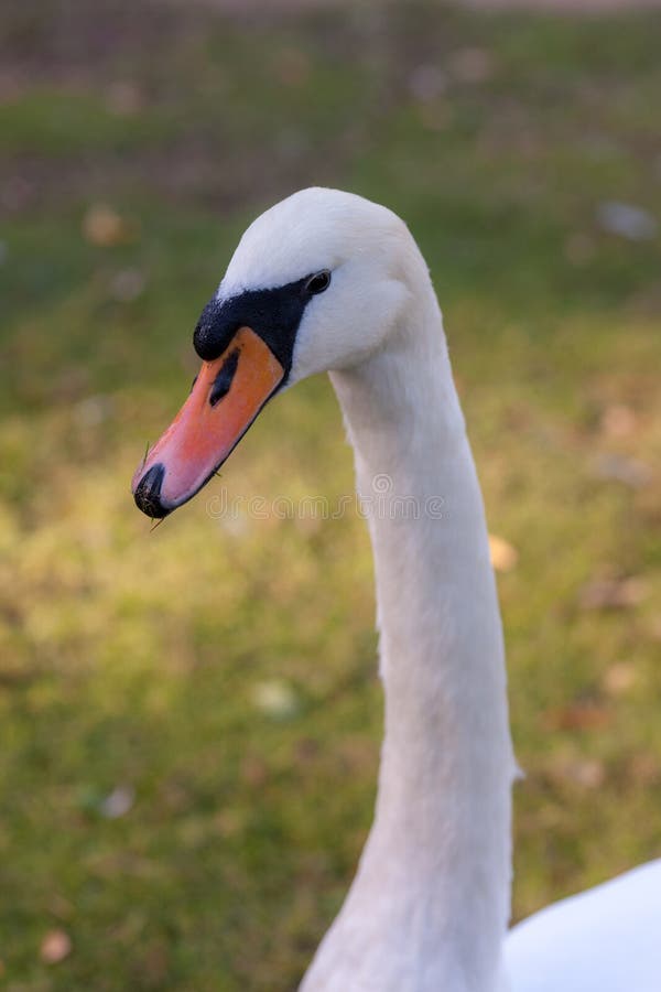Portrait of a Swan with a Long Neck Stock Photo - Image of beauty ...