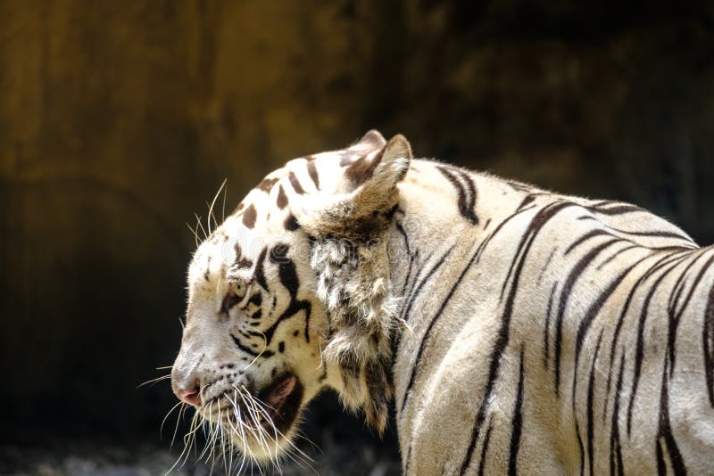 Portrait white tiger stock photo. Image of great, carnivore - 125319434