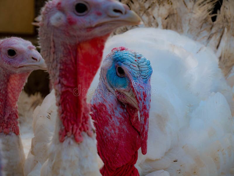 Portrait of White Turkey at the Bio Farm Yard Stock Photo - Image of ...