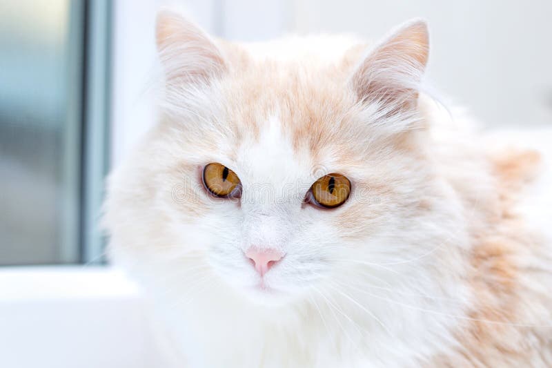 Portrait of a White Turkish Angora Cat Stock Photo - Image of melanin ...