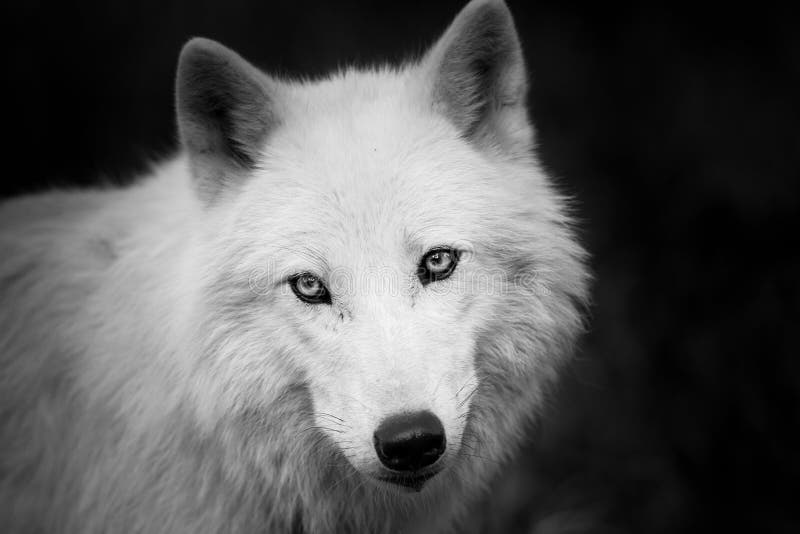 Female White Wolf