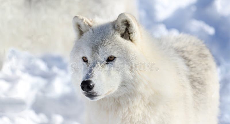 Big white wolf stock image. Image of rock, beauty, nature - 27403285