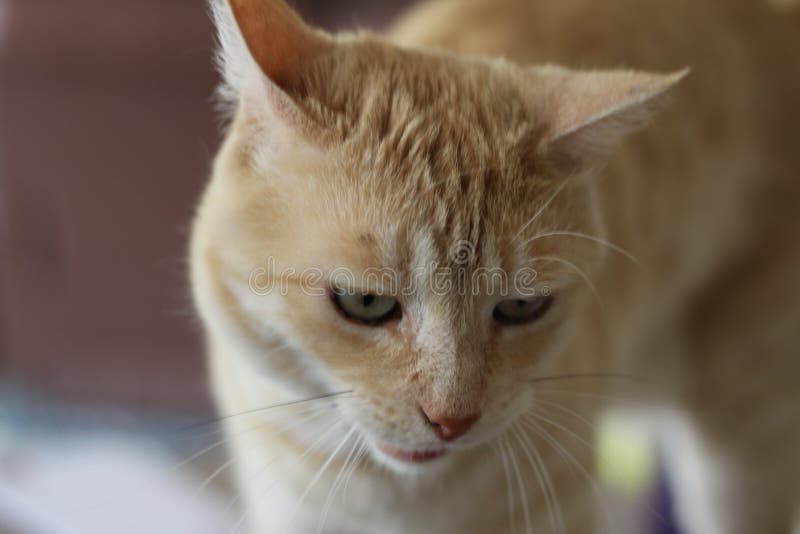 Cat gold white 6159 stock photo. Image of natural, kitty - 170647456