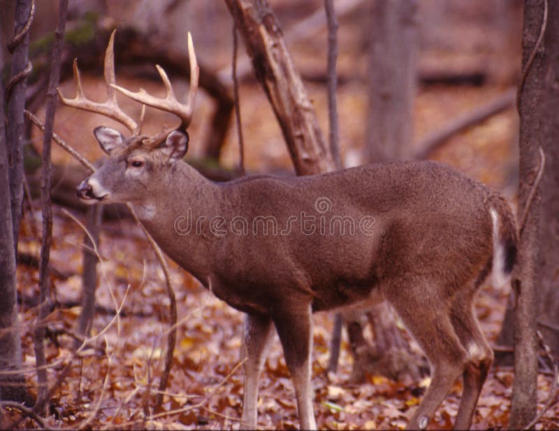 Portrait of a Whitetail Buck Stock Image - Image of deer, great: 11356721