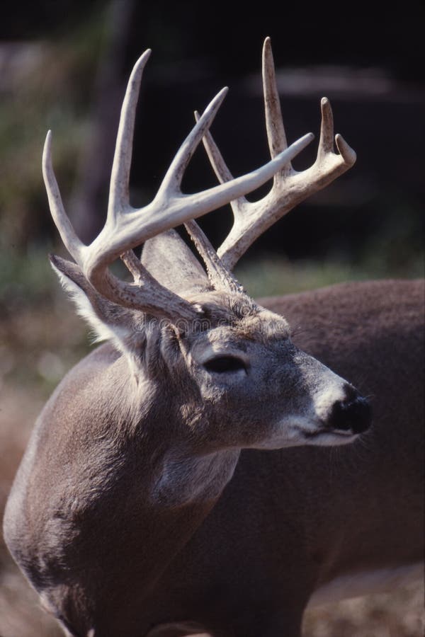 Portrait of a Whitetail Buck Stock Image - Image of deer, great: 11356721