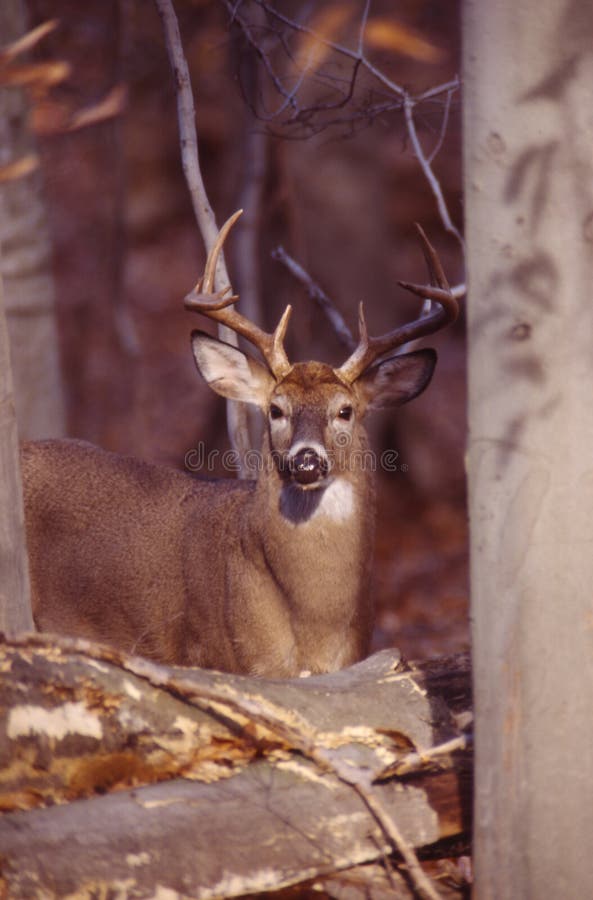 Whitetail Deer Buck stock image. Image of nature, deer - 1558707