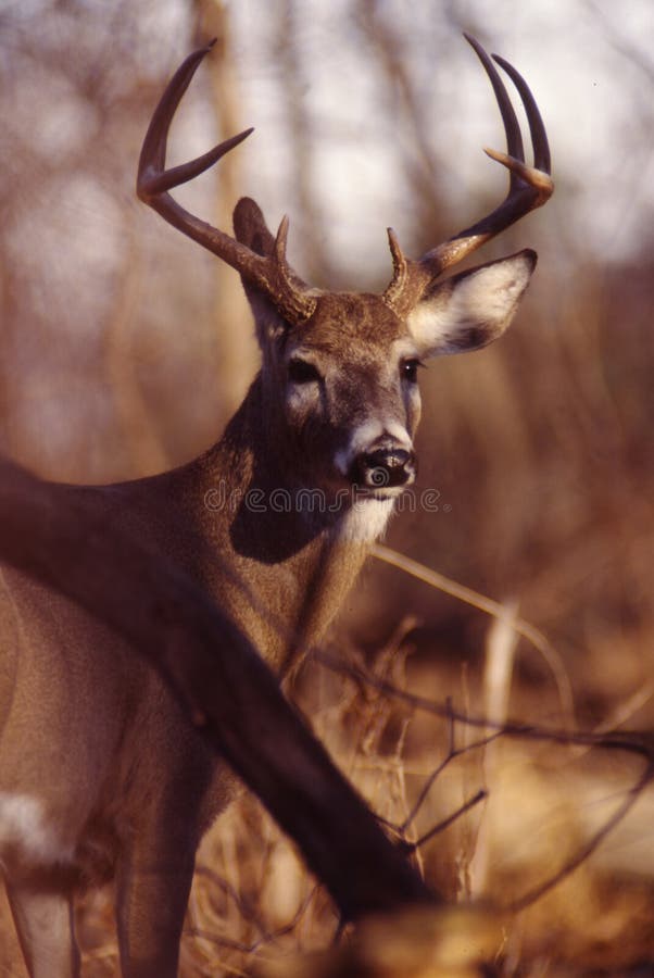 8 Point Whitetail Buck Stock Photos - Free & Royalty-Free Stock Photos ...