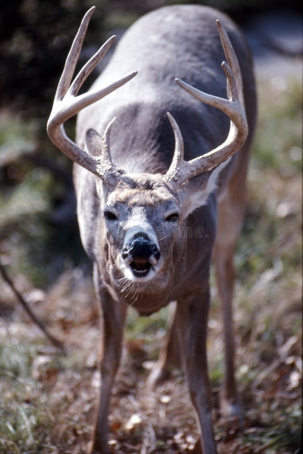 10 Point Buck Stock Photos - Free & Royalty-Free Stock Photos from ...