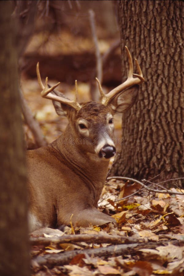 Portrait of a Whitetail Buck Stock Image - Image of deer, great: 11356721