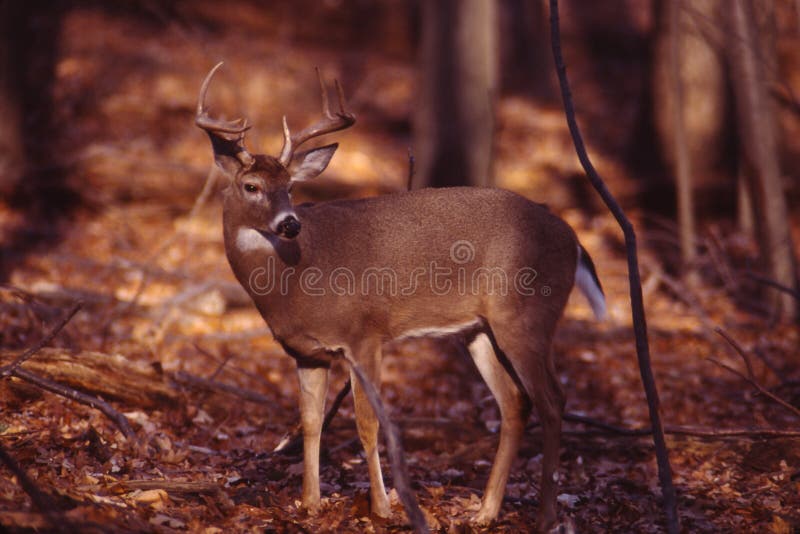 Portrait of a Whitetail Buck Stock Image - Image of deer, great: 11356721