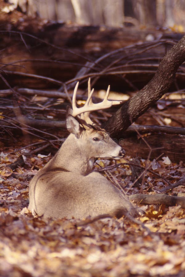 Portrait of a Whitetail Buck Stock Image - Image of deer, great: 11356721