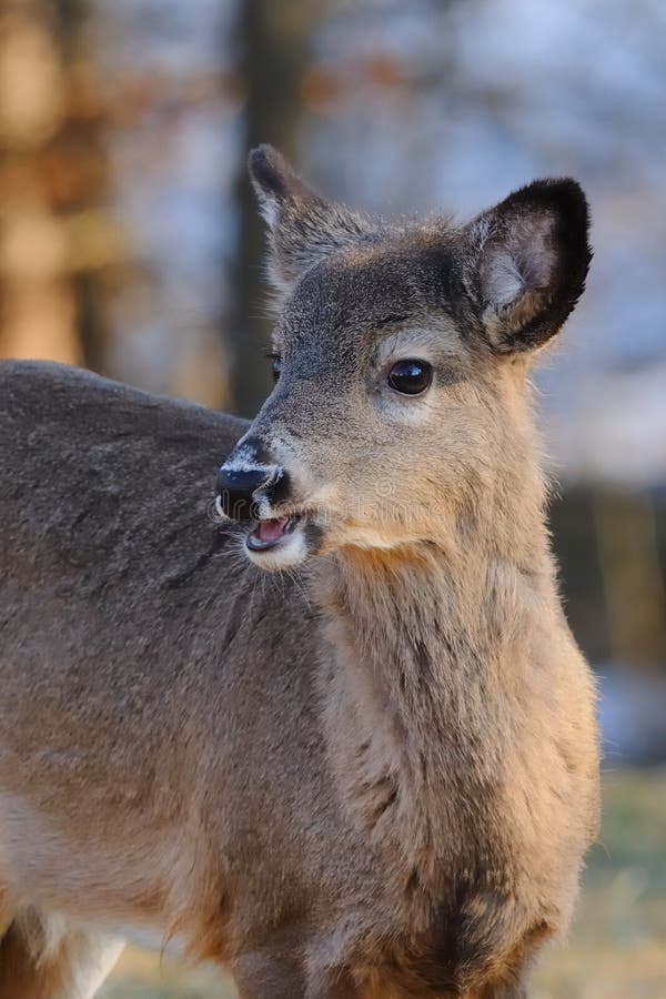 958 Deer Open Mouth Stock Photos - Free & Royalty-Free Stock Photos ...