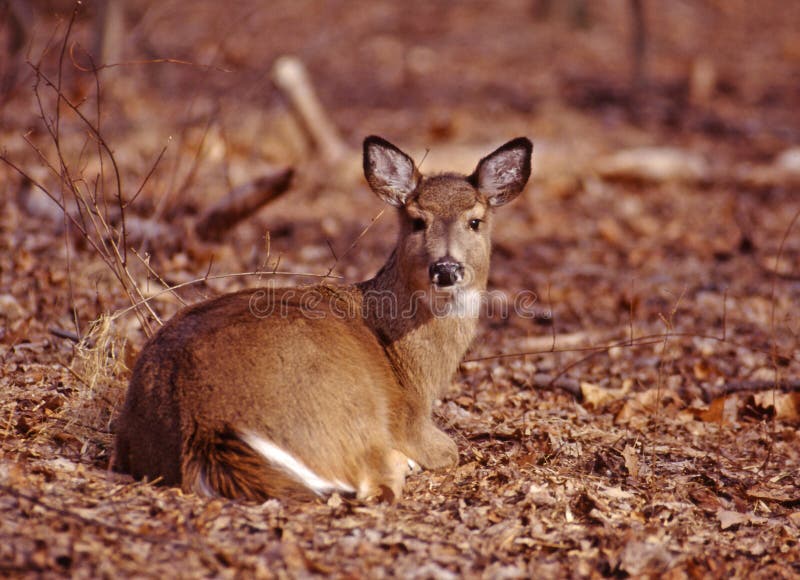 Portrait of a Whitetail Buck Stock Image - Image of deer, great: 11356721