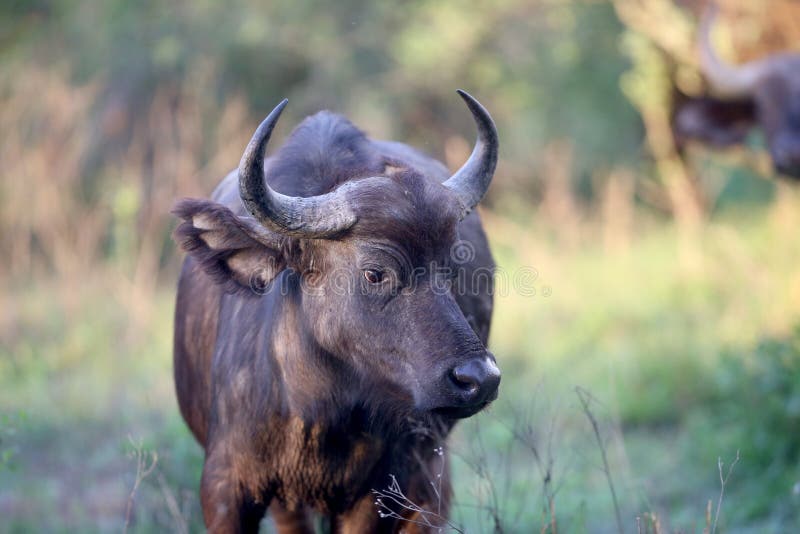 A Portrait of Wild African Buffalo Stock Photo - Image of horned ...
