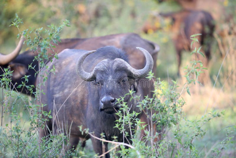 A Portrait of Wild African Buffalo Stock Image - Image of bovidae ...