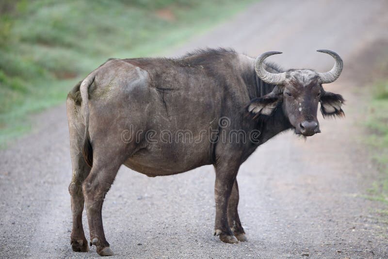 A Portrait of Wild African Buffalo Stock Image - Image of cattle ...