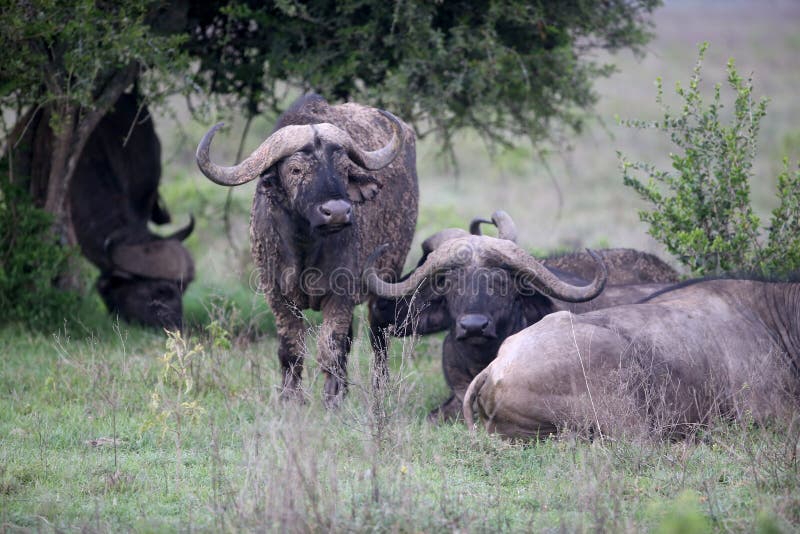 A Portrait of Wild African Buffalo Stock Image - Image of cattle, masai ...