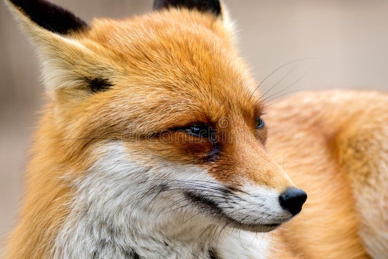 Portrait of a Wild Animal Red Fox Stock Image - Image of wild, nose ...