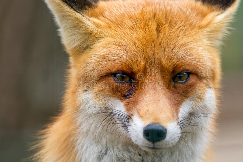 Portrait of a Wild Animal Red Fox Stock Image - Image of nose, hunt ...