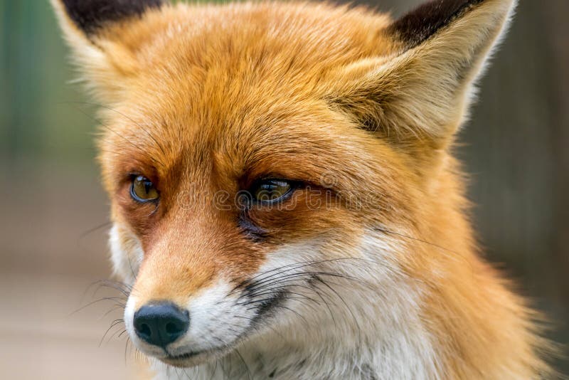 Portrait of a Wild Animal Red Fox Stock Photo - Image of hunt, canine ...