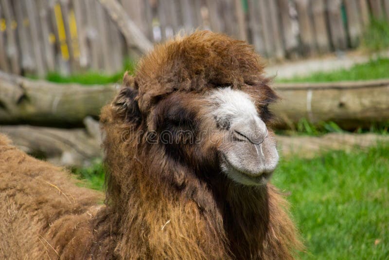 Camel portrait stock photo. Image of bactrian, shaggy - 164585780