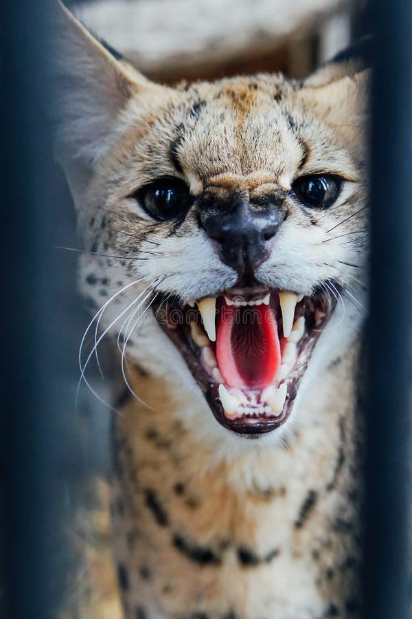 Angry Serval Wild Cat stock photo. Image of snarling - 12267568