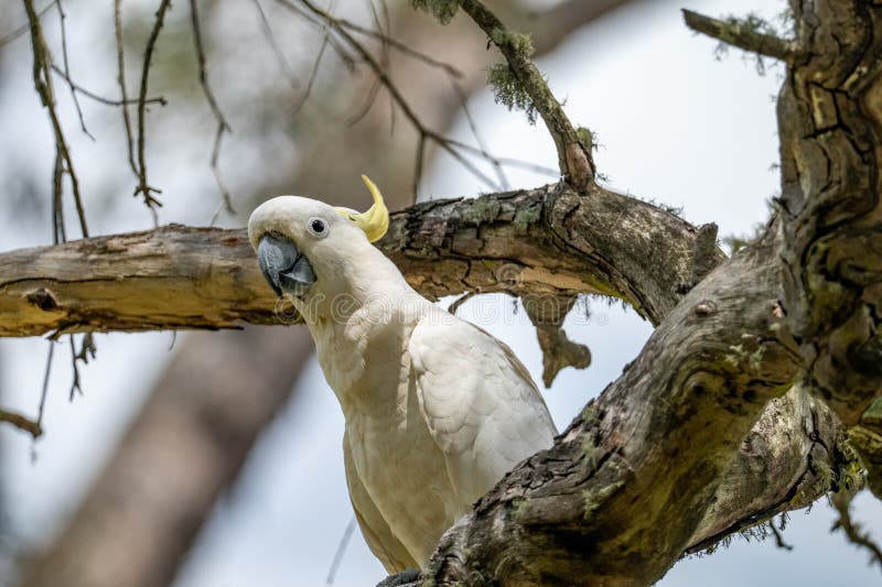 Portrait of a Wild Cockatoo on a Tree Branch in Australia Stock Photo ...