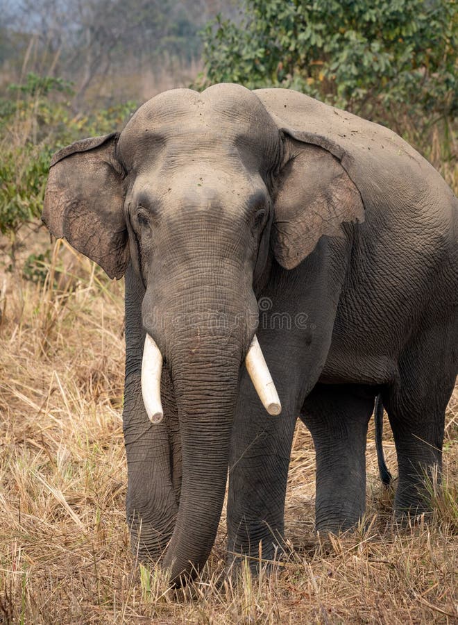 Elephant in jungle stock photo. Image of tusks, elephant - 13600186