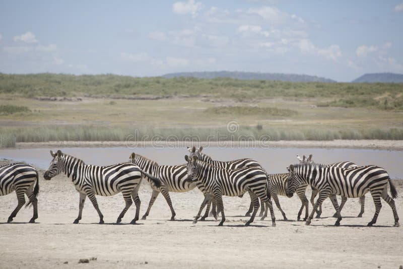 Portrait of Wild Free Roaming Zebra Stock Photo - Image of animals ...