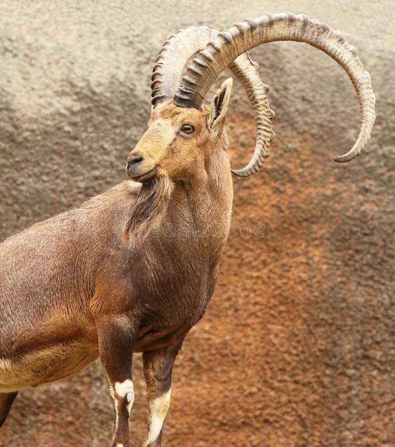 Markhor Goat with Twisted Horns Stock Image - Image of wildlife, goat ...
