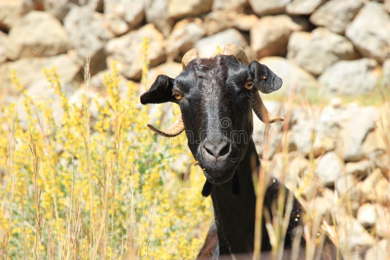 Portrait of wild goat stock image. Image of nature, mallorca - 94328255