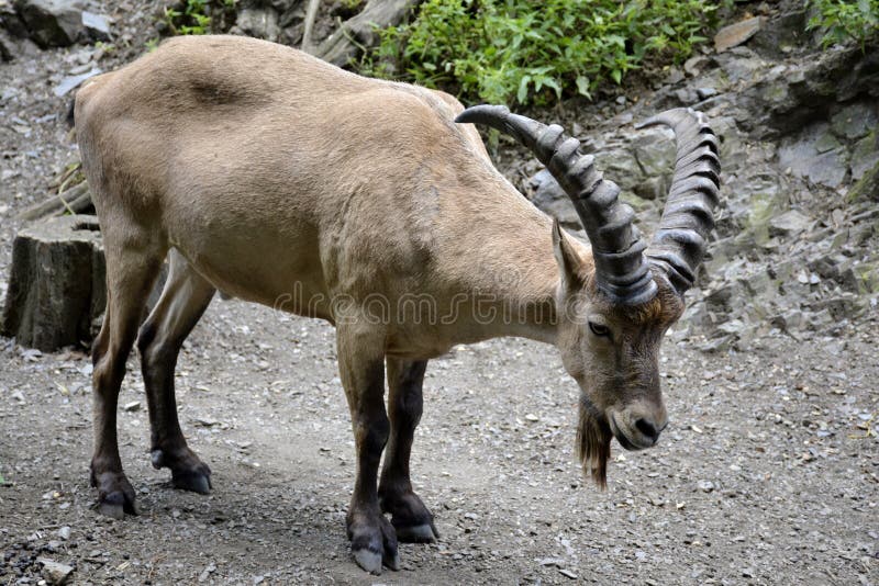 Portrait of a wild goat stock image. Image of outdoor - 86235539