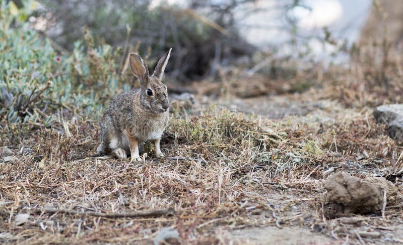 Portrait of a Wild Grey Rabbit. Stock Image - Image of little, texture ...