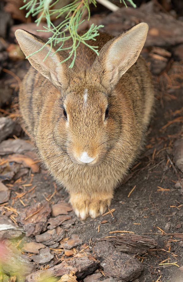 Close - Up Of Hare Sitting In A Field Stock Image - Image of flock ...