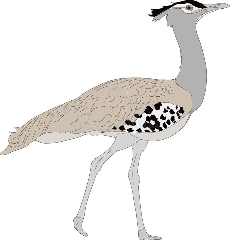 Bustard Stock Illustrations – 137 Bustard Stock Illustrations, Vectors ...