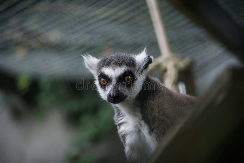 Wild Lemur Standing on Tree Branch Stock Image - Image of background ...