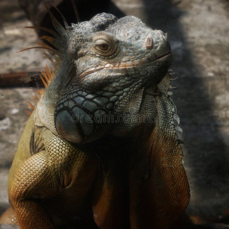 Portrait of Wild Lizard in Vietnam Stock Photo - Image of reptile ...